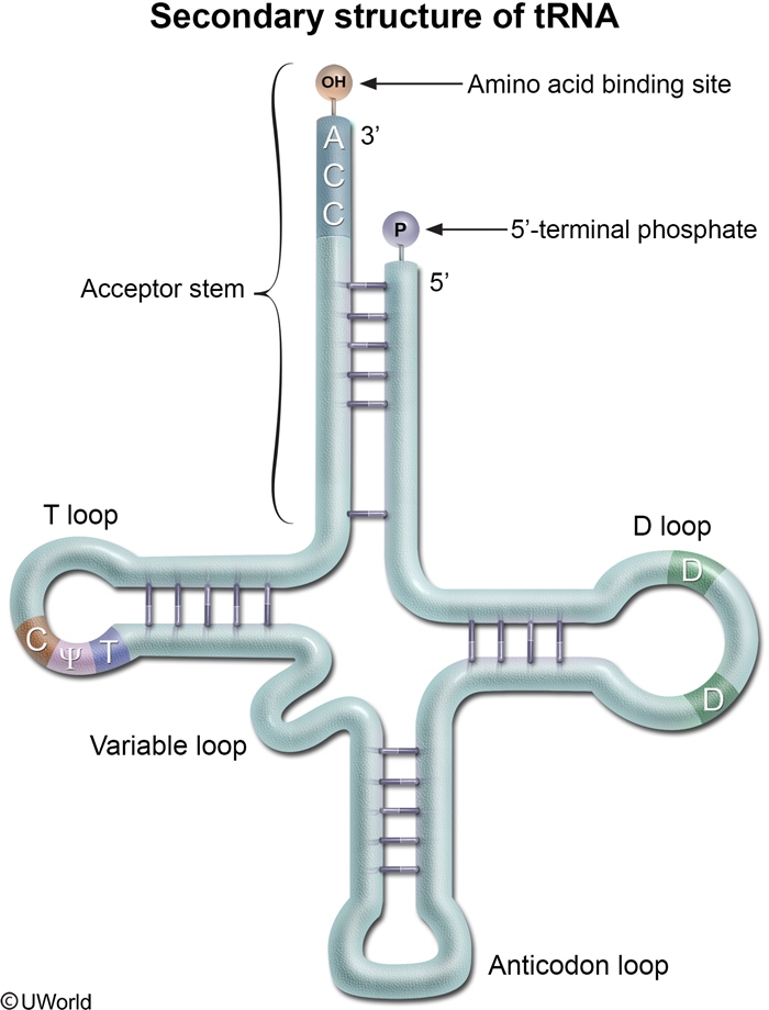 Rapid Fire Review! | Notion