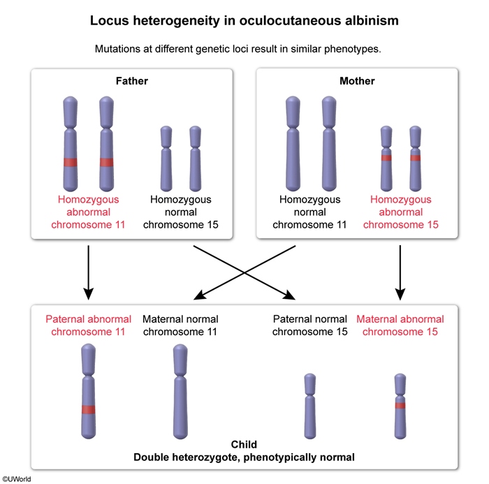Rapid Fire Review! | Notion